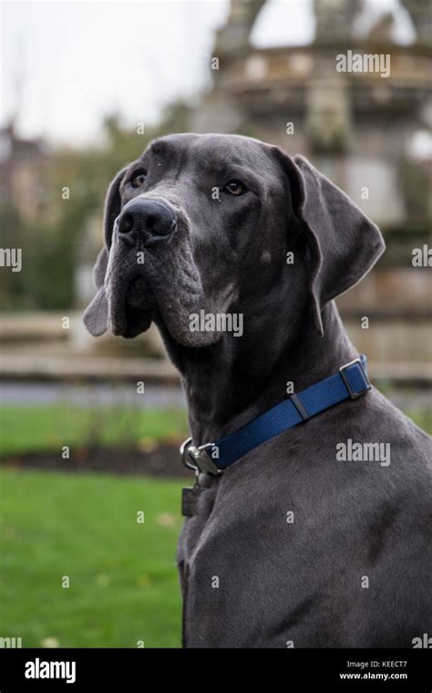 Black Great Dane With Blue Eyes