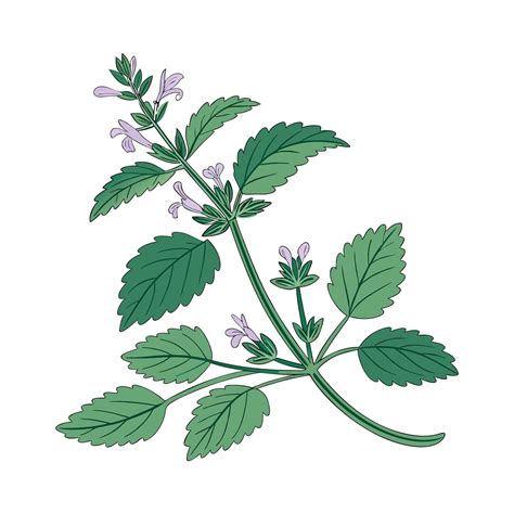 Catnip Flower Bright Design 57810601 Vector Art At Vecteezy