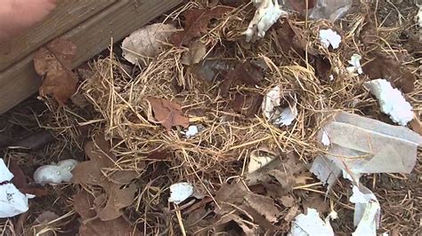 Do Rats Build Nest In Trees At Frank Hansen Blog