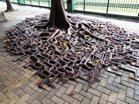 Tree Growing On Pavement In Hong Kong Rlandscapearchitecture