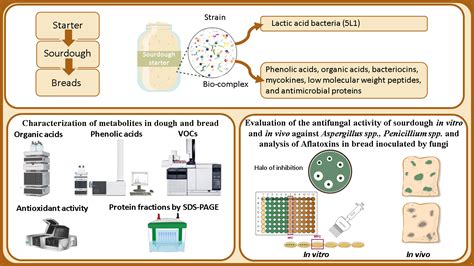 Bread Making Igcse Biology At Teresa Pritchard Blog