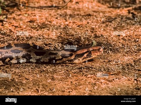 Indian Rock Python Or Indian Python Python Molurus Keoladeo Ghana