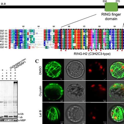 In Vitro Ubiquitination Assay And In Vitro Degradation Assays Of Two