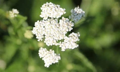 Делфиниум Ралица