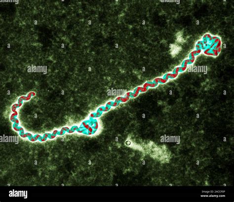 Leptospira Bacterium Coloured Transmission Electron Micrograph Tem