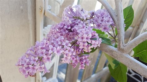 Forrest Goetsch Memorial Run Schofield Wi