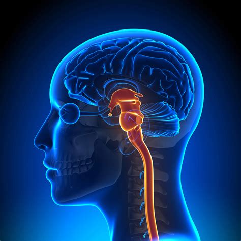 Brain Stem The Defeating Epilepsy Foundation