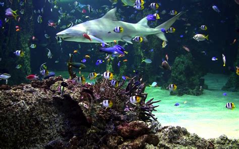 🔥 Free Download Live Aquarium Screensaver By Taylord58 Wallpapersafari
