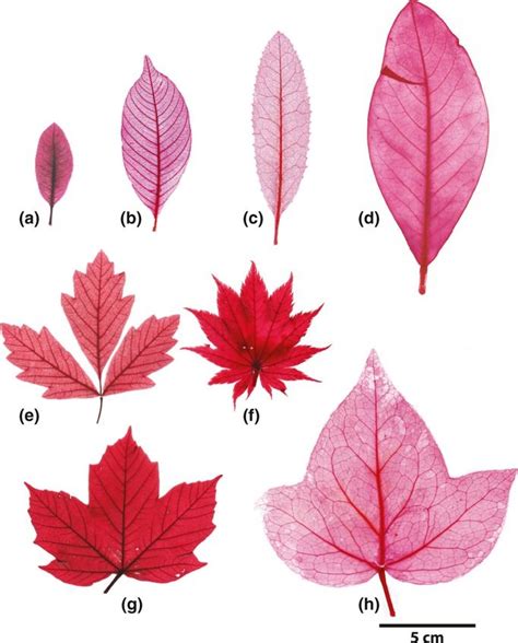 Leaf Venation Structure Function And Applications