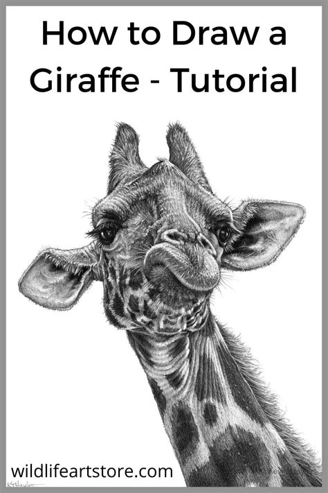 How To Draw A Giraffe Finished Giraffe Portrait Drawing Projects Drawing Lessons Giraffe