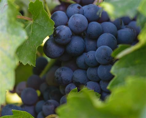 Monastrell Viveros Santa Margarita