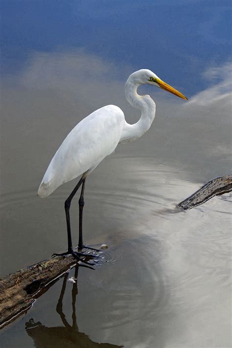 Imgp9993e Wayne Hardesty Flickr