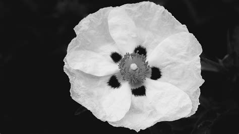 Untitled Susana Flickr