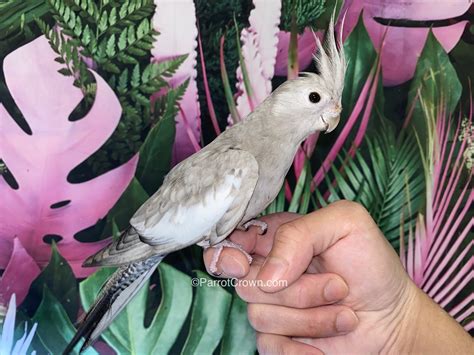 Emerald Green White Faced Cockatiel For Sale