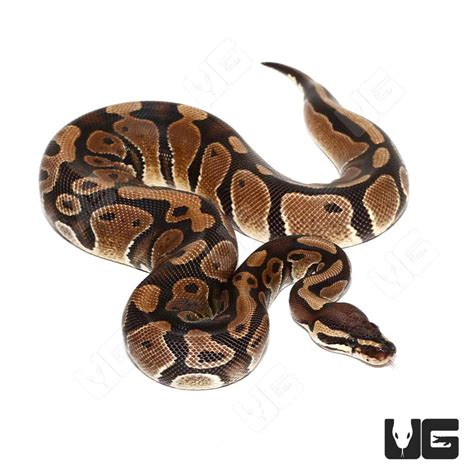 Female Panther Het Pied Ball Python 058 Python Regius For Sale