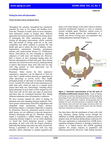 Pdf Fasting For Stem Cell Rejuvenation