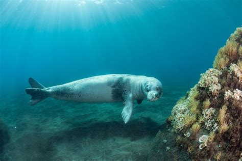 Worlds Rarest Seal Finds Refuge On Notorious Greek Prison Island National Geographic