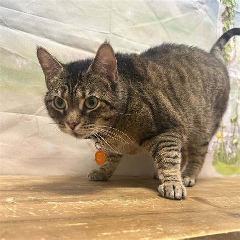 Adopt Kitty Softpaws Today Find Paw Pal