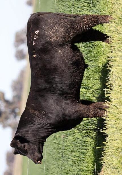 Devanah Angus Bull Sale 2023 By Angus Australia Issuu