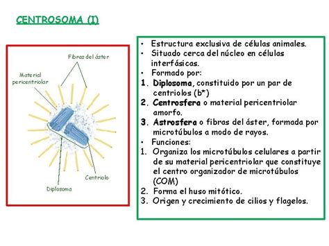 Hialoplasma Citoesqueleto Estructuras Y Orgnulos Celulares Hialoplasma O
