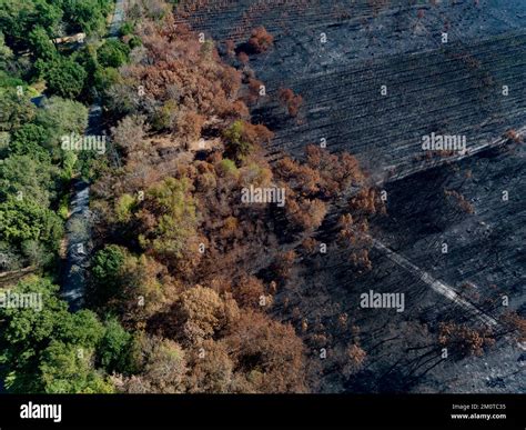 France Gironde Landes De Gascogne Park Hostens Forest Affected By