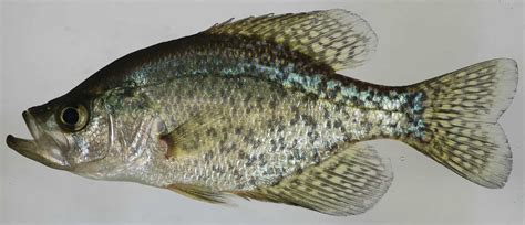 Crappie Fish Facts A Z Animals