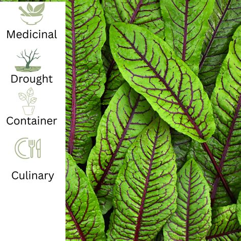 Red Vein Sorrel Plant Uk Rumex Sanguineus Buy Now The Healing