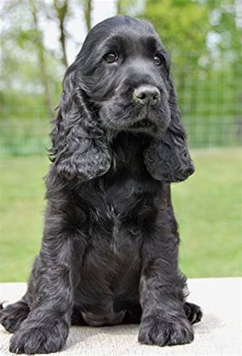 Schwarzer Englischer Cocker Spaniel Farben