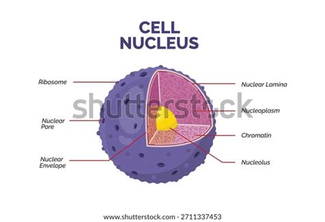 113 Labeled Diagram Eukaryotic Cell Stock Vectors And Vector Art