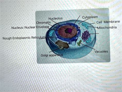 Solved Label All The Parts Nucleolus Chromatin Nucleusnuclear