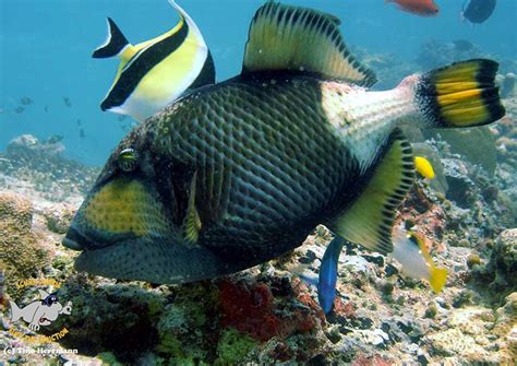 Titan Triggerfish