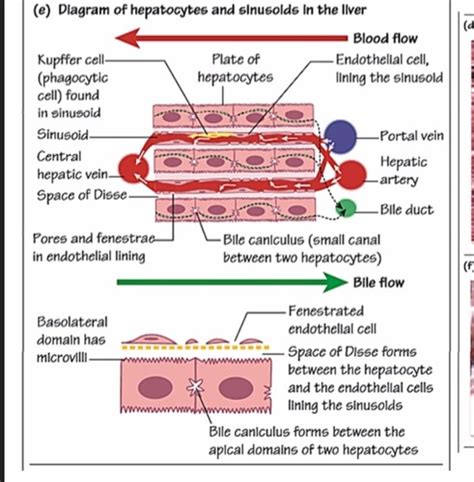 Al3 Histology Of Liver Gall Bladder And Pancreas Flashcards Quizlet