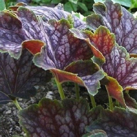 30 Marvelous Marble Heuchera Ground Cover Deer Resistant Perennial Flower Seeds Etsy