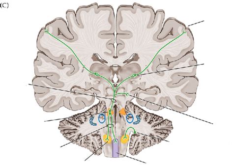 Flocculonodular Lobe Diagram