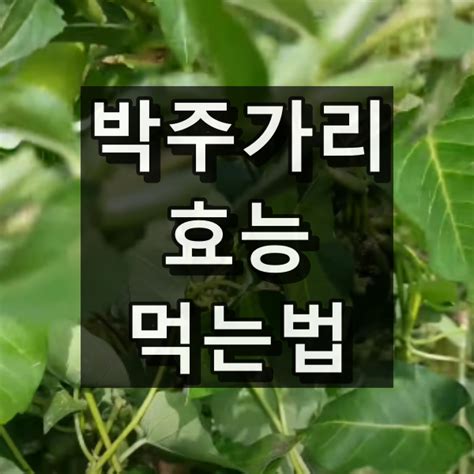 박주가리 효능 및 먹는법 건강 매뉴얼365