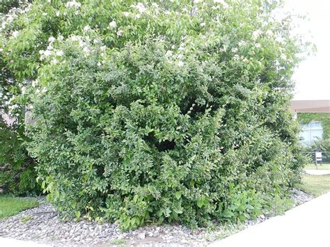 Cotoneaster Acutifolius Var Lucidus Shrub Hedge Cotoneaster Shiny Cotoneaster