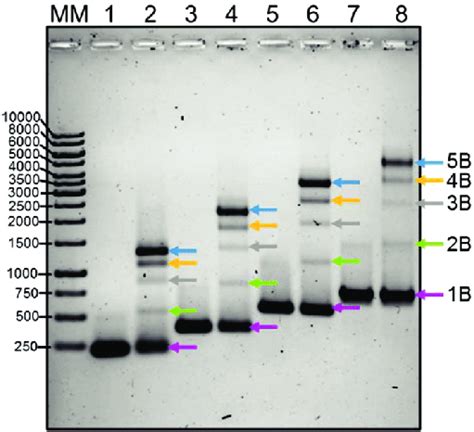 Self Assembly Of Branched Dsdna Nanostars Electrophoretic Mobility