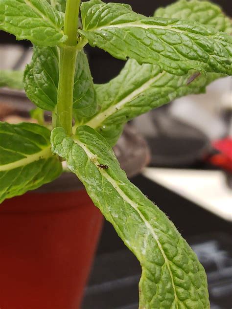 What Is The Little Black Sesame Seed Shaped Bug R Plantclinic
