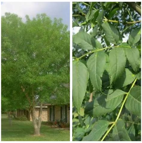24 Types Of Tree Species In Hawaii Native And Introduced Species