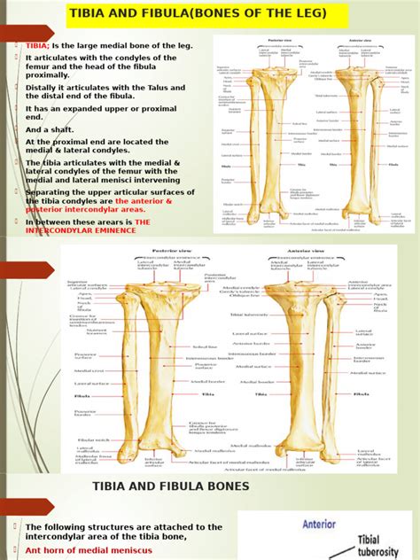 Anatomy Of Tibia And Fibula Bones Pdf Human Anatomy Skeletal System