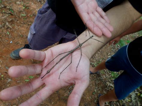 Insetologia Identificação De Insetos Bicho Pau Cladomorphus Em São Paulo