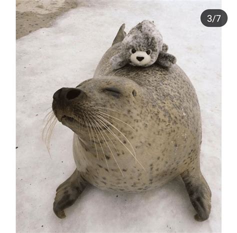 귀여운 물개 유머움짤이슈 에펨코리아