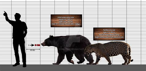 American Black Bear And Jaguar Size Comparison By Dani677566 On Deviantart
