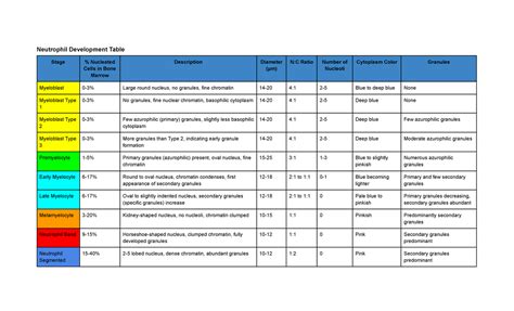 Neutrophil Development Stage Studocu
