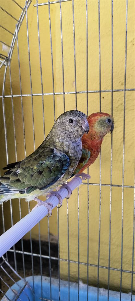 Пойни Зоомагбг