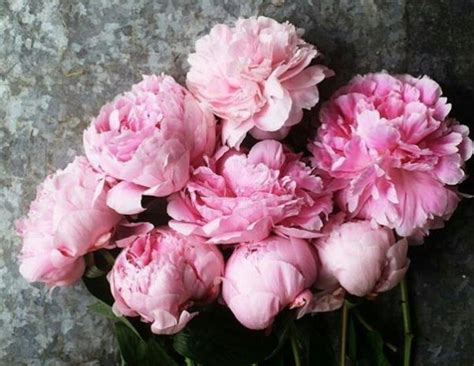 عکس گل برای پروفایل شاد، روبیکا، واتساپ، اینستا، ایتا