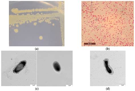 Erwinia Plantamica Sp Nov A Non Phytopathogenic Bacterium Isolated