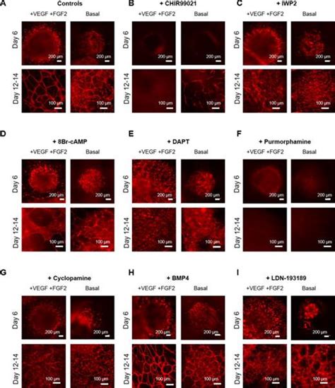 Direct Differentiation Of Human Pluripotent Stem Cells Into Vascular