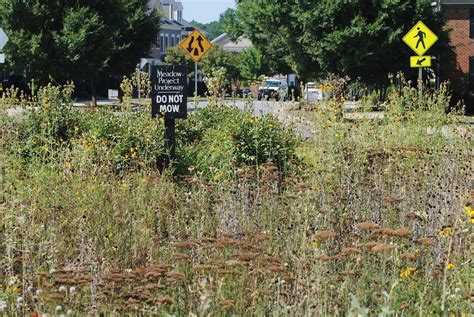 The Jarmans Gap Wildflower Meadow Project Crozet Gazette