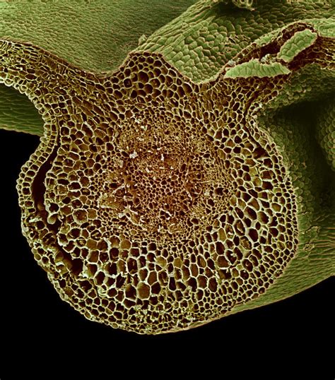 Leaf Midrib Sem Photograph By Biomedical Imaging Unit Southampton General Hospital Fine Art
